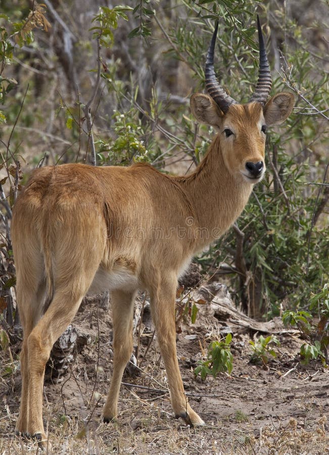 Male Puku antelope stock image. Image of national, view - 40132407