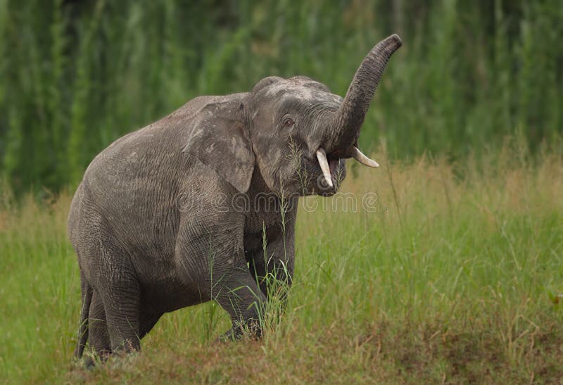 Pygmy Male Elephant in Borneo Stock Photo - Image of tusk, trunk: 30178338