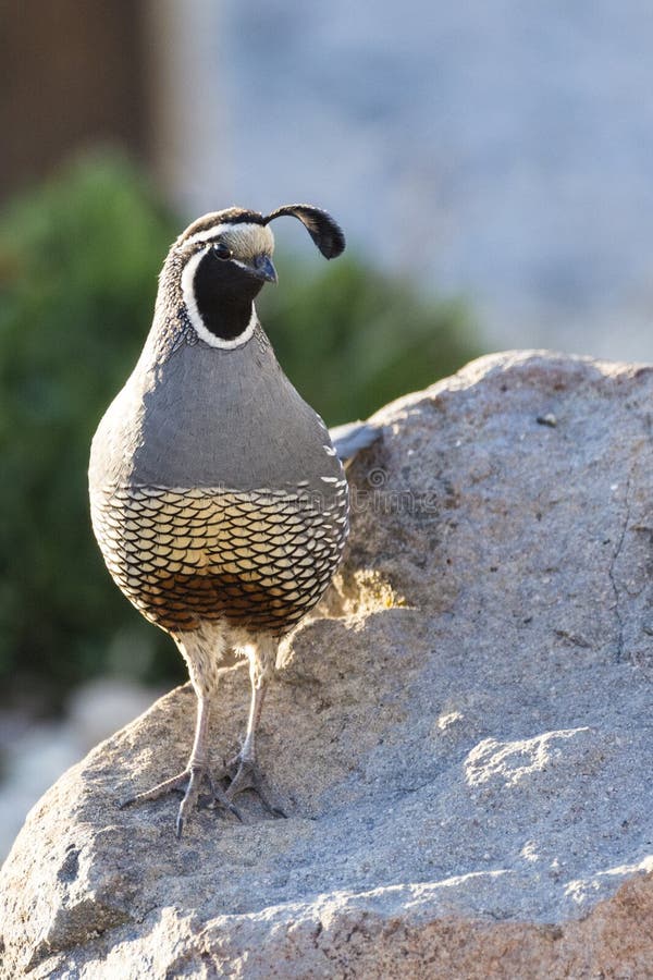 Male Quail Bird in the Wild Animal Portraiture Stock Photo - Image of ...