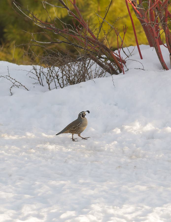 Quail stock photo. Image of white, walking, beak, snow - 98252408