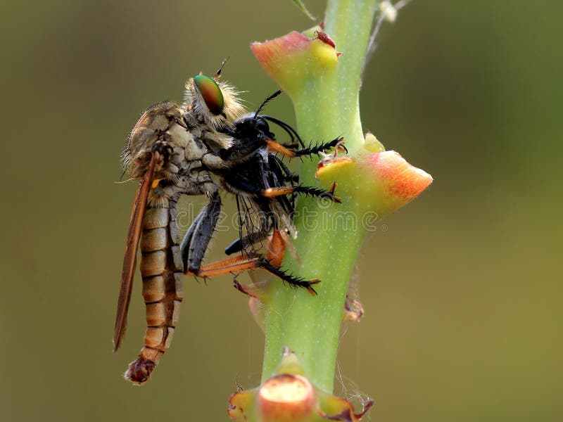 Robberfly stock photo. Image of eyes, captured, male - 136645228