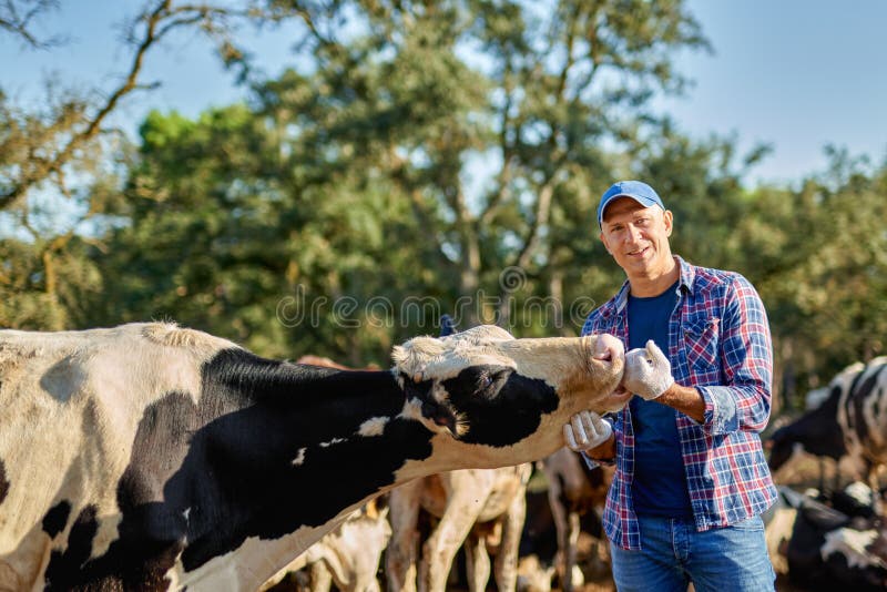 Male rancher in a farm. stock photo. Image of life, beef - 193872526