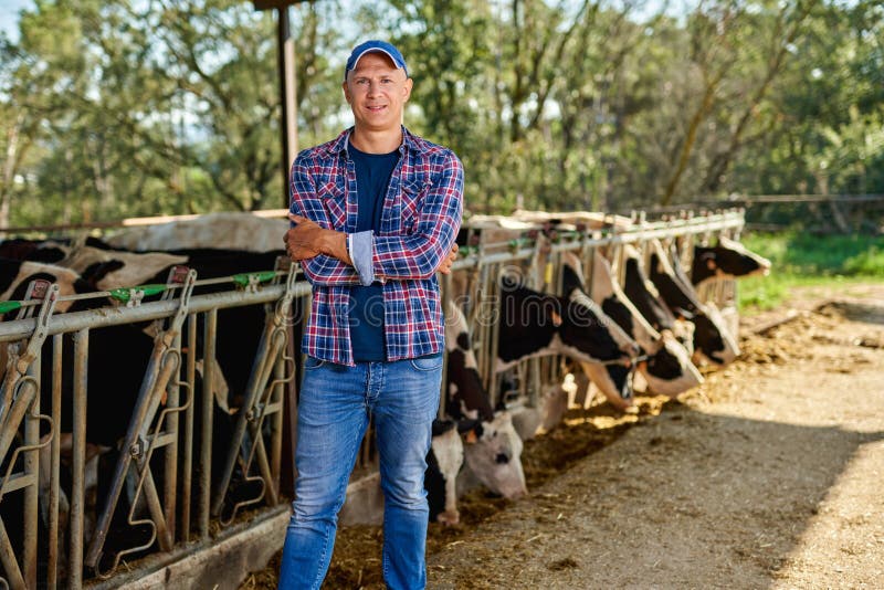 Male Rancher in a Farm Cows. Stock Image - Image of kine, agriculture ...