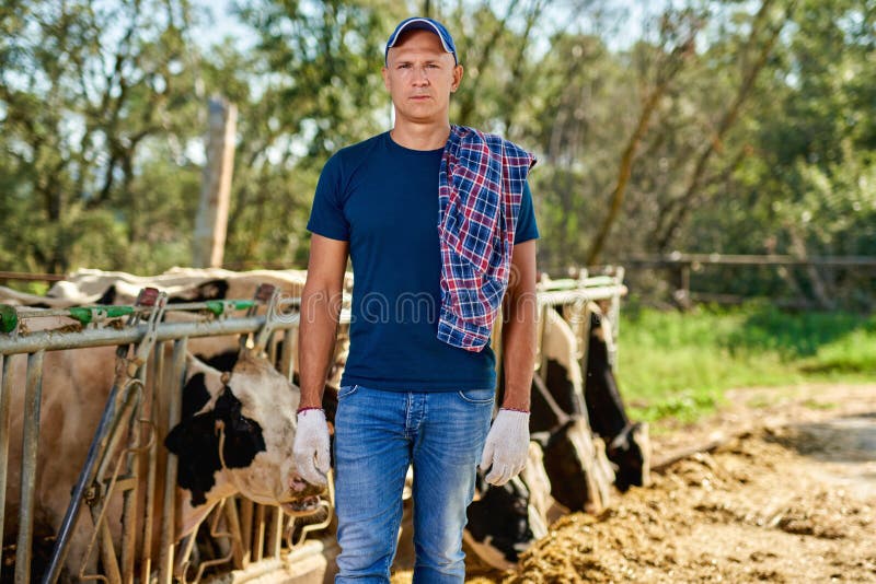 Male Rancher in a Farm Cows. Stock Photo - Image of outdoors, male ...