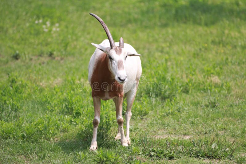 Male red antelope stock image. Image of gazelle, grass - 54138283