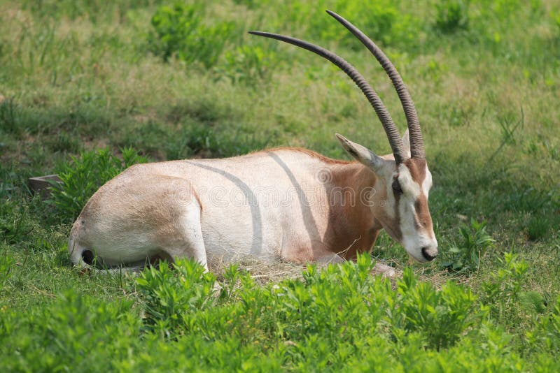 Male red antelope stock image. Image of feeding, grass - 54139623