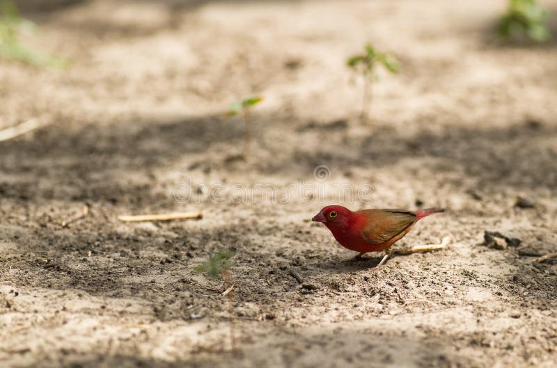 A Male Red-billed Fire Finch Stock Image - Image of feathers, fauna ...