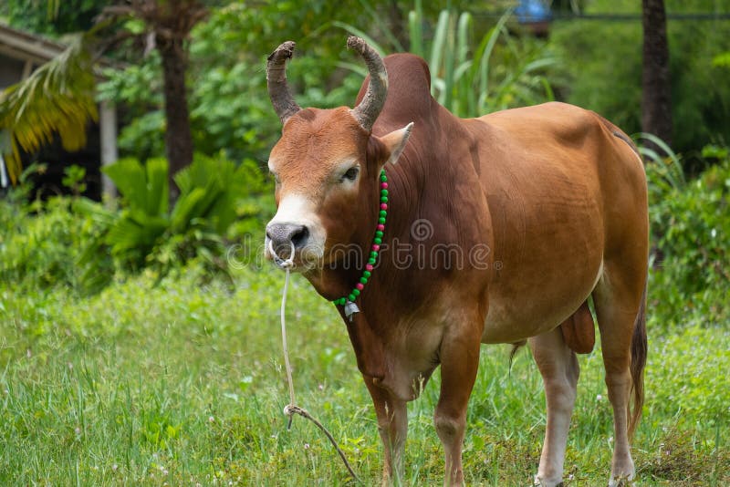 Male red Bull stock photo. Image of animal, beef, moody - 119329472