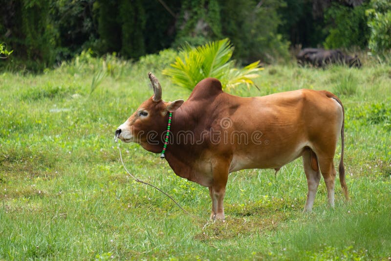 Male red Bull stock photo. Image of animal, beef, moody - 119329472