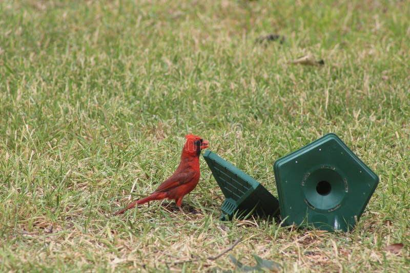 A Male Red Cardinal Bird Looking for Food Stock Photo - Image of grass ...