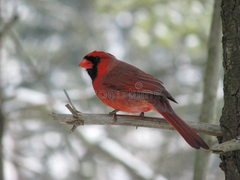 Male Red Cardinal on Branch Stock Image - Image of perch, beak: 78380441