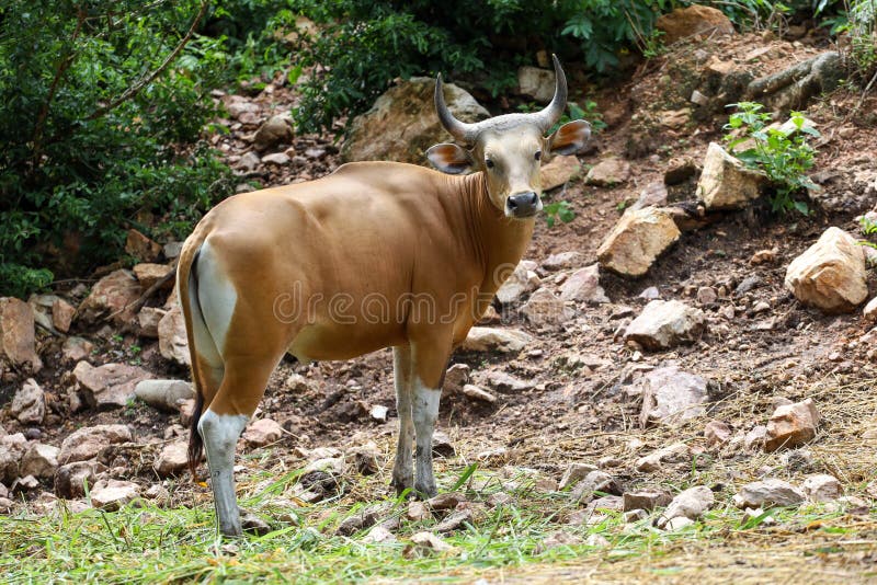 The Male Red Cow in Nature Garden Stock Photo - Image of domestic, male ...