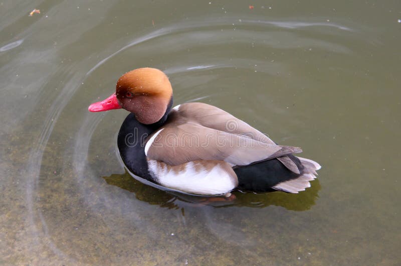 Male Red-crested Pochard Netta Rufina Stock Image - Image of wildlife ...