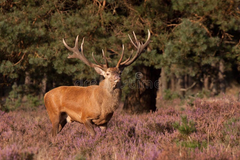 Dear stock photo. Image of wood, mammal, field, animal - 2765838