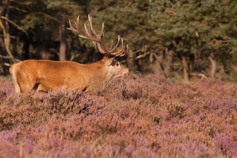 Male red dear at sunset stock image. Image of netherlands - 21473467