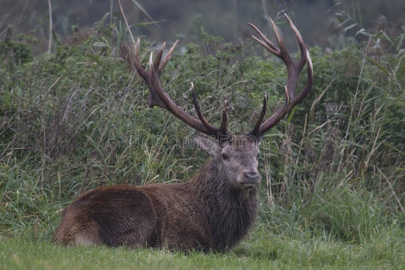 Male Red Deer during Rut in a Scenic National Park De Hoge Veluwe Stock ...