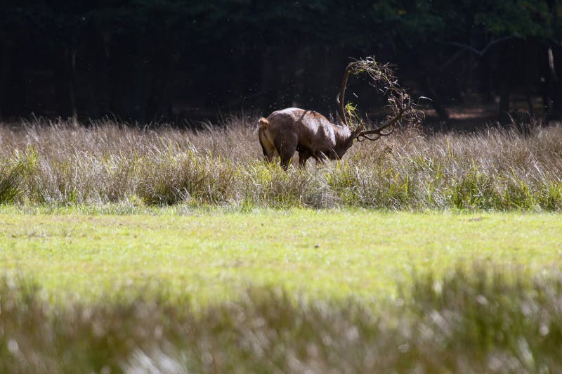 Male red deer in Autumn stock photo. Image of digging - 20997142