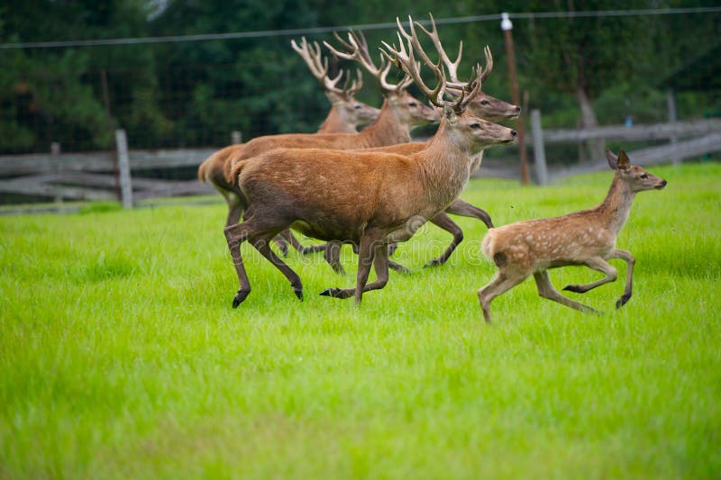 Male Red Deer Herd and Fawn Stock Photo - Image of male, meadow: 27593596