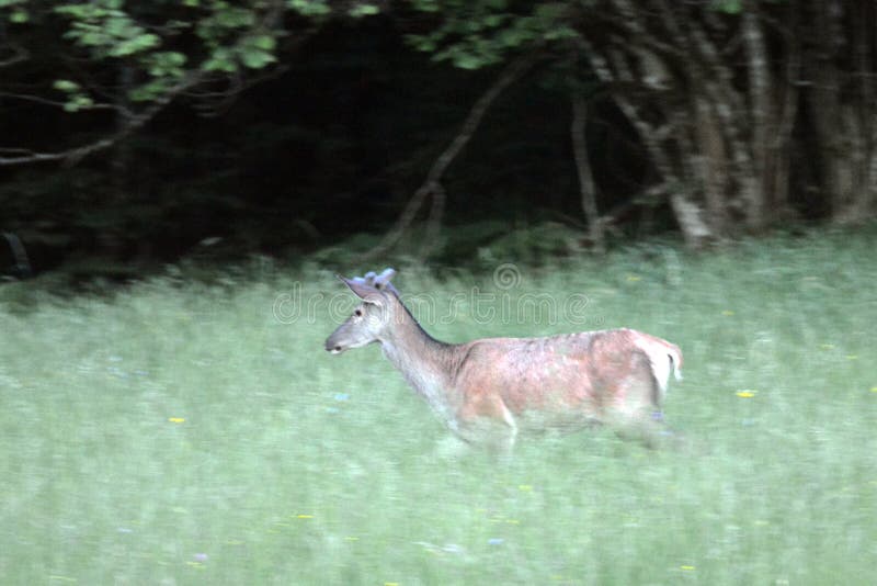 Male Red Deer is Running To the Woods Stock Image - Image of animal ...