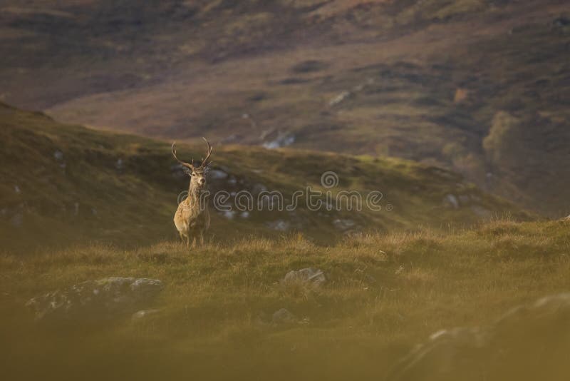 Male Red Deer Stag in the Scottish Highlands Stock Image - Image of ...