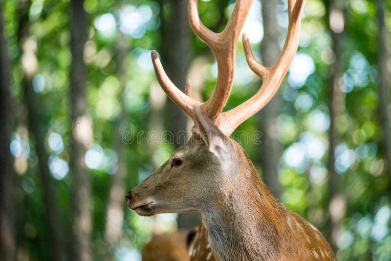 Male red deer stock photo. Image of eating, bathing, cervus - 76214568