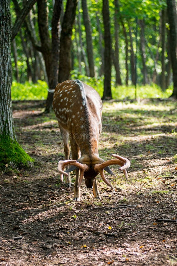 Male red deer stock image. Image of chewing, hungry, relaxing - 76214703