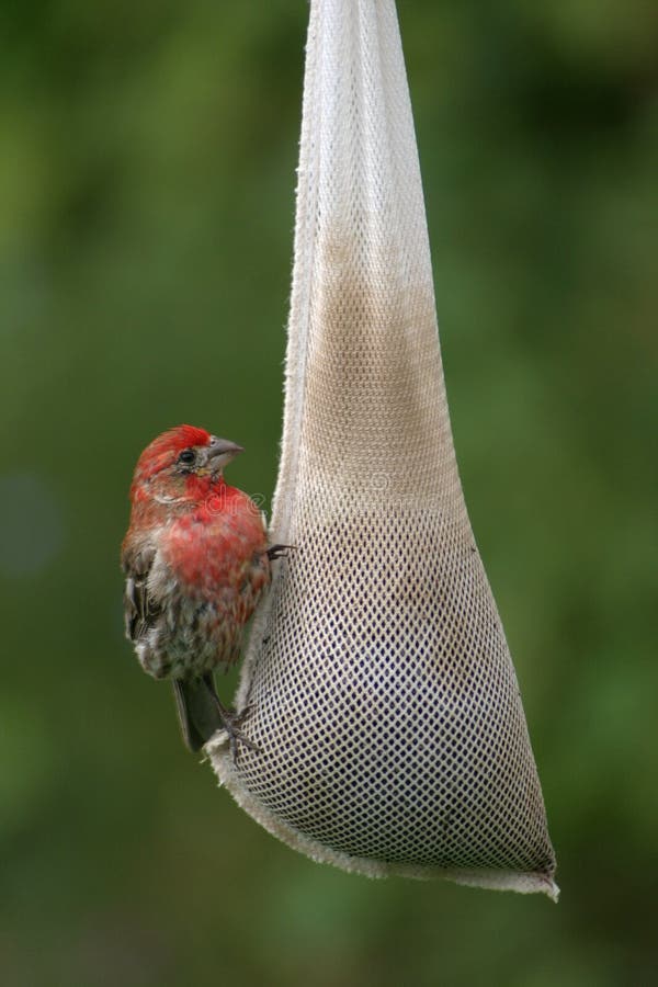 Male Red Finch Feeding stock image. Image of home, feather - 41827