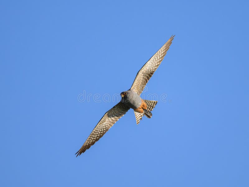 A Male Red Footed Falcon in Flight Stock Photo - Image of fauna, flight ...