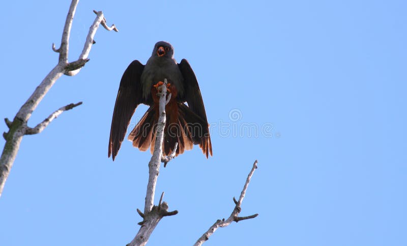 Male Red Footed Hawk Falco Vespertinus Stock Image - Image of motion ...