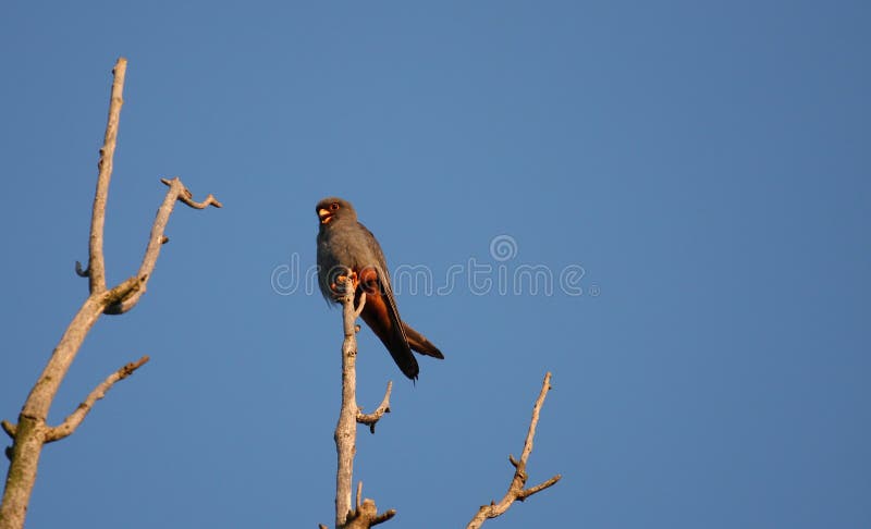 The Female Red-footed Falcon. Stock Image - Image of nature, head: 25531545