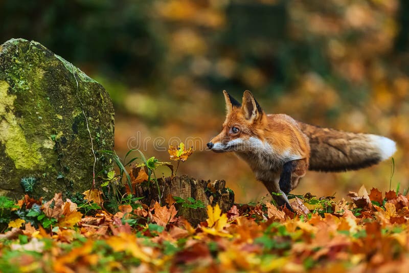 Male Red Fox Vulpes Vulpes in Autumn Leaves Stock Photo - Image of face ...