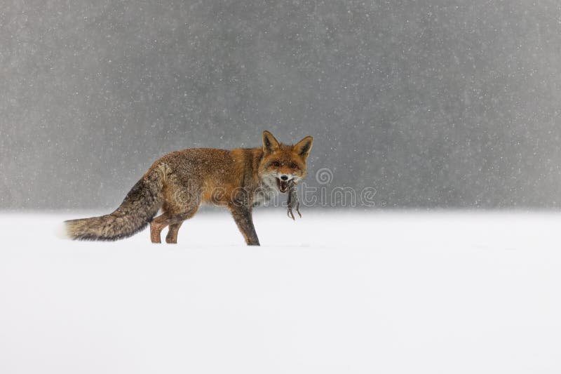 Male Red Fox (Vulpes Vulpes) Bites the Mouse he Caught Stock Photo ...