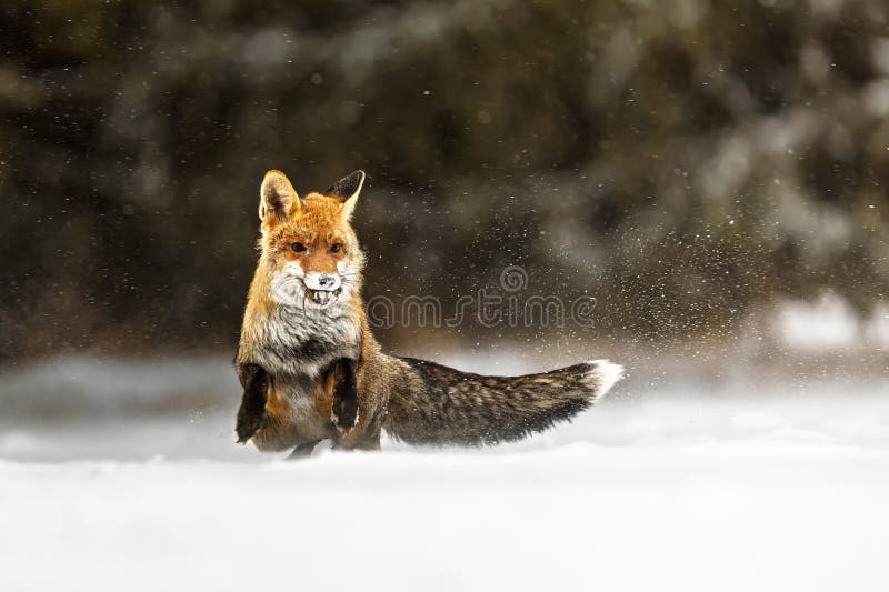 Male Red Fox (Vulpes Vulpes) Caught a Mouse in the Snow Stock Image ...