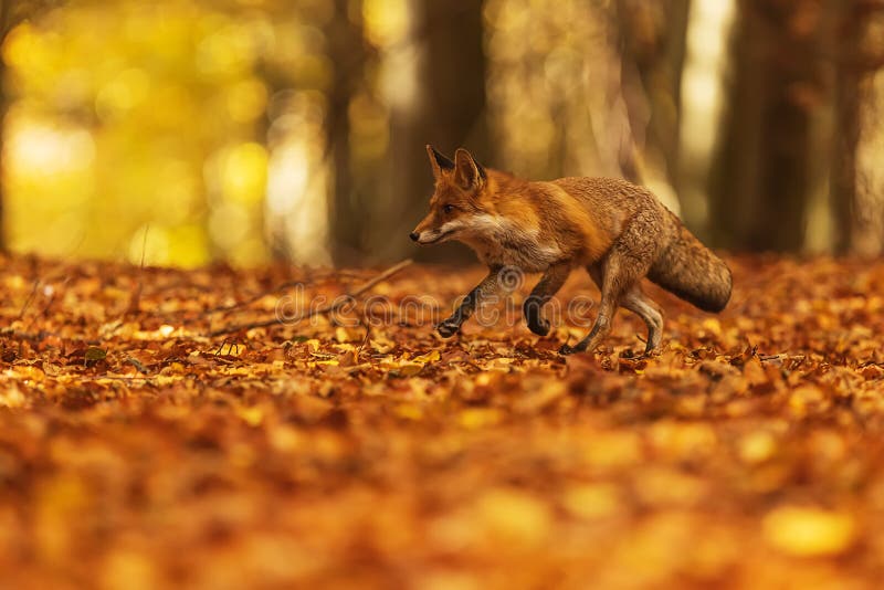Male Red Fox Vulpes Vulpes the Colour of the Coat is the Same As the ...