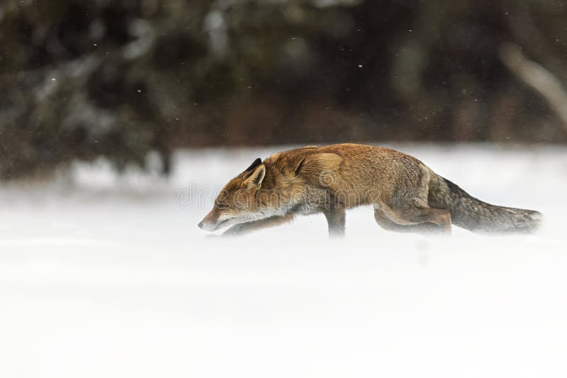Male Red Fox (Vulpes Vulpes) Creeping in the Snow Stock Image - Image ...