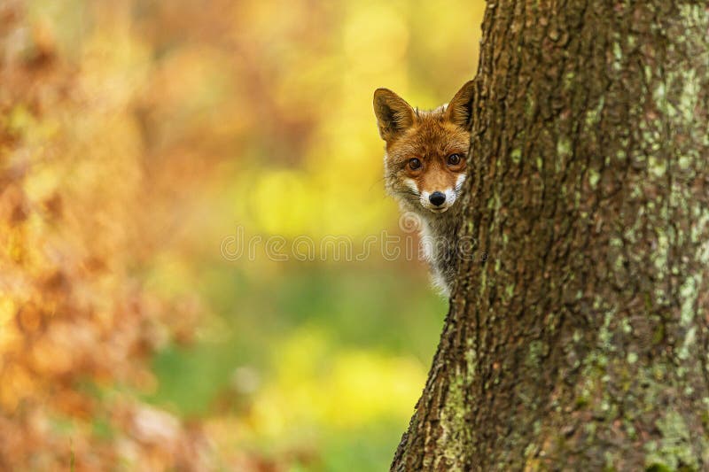 Male Red Fox (Vulpes Vulpes) Curiously Peering Out from Behind a Tree ...