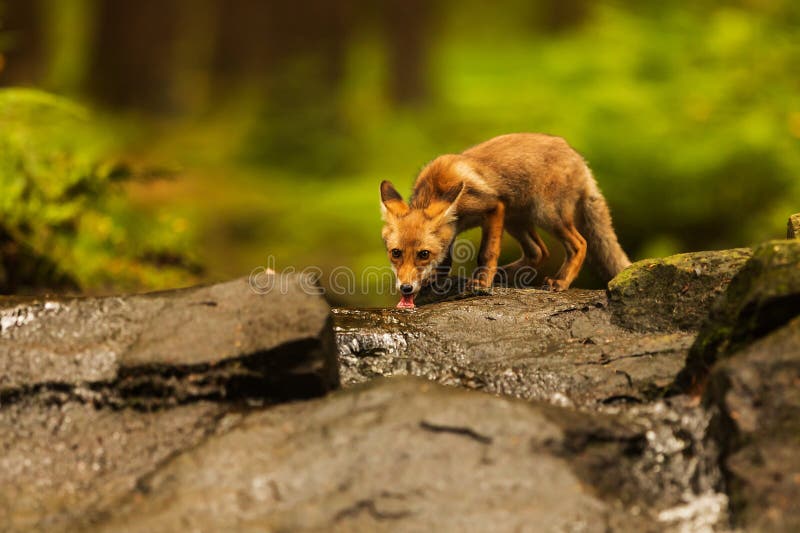 Male Red Fox (Vulpes Vulpes) Drinking in the Woods from a Stream Stock ...