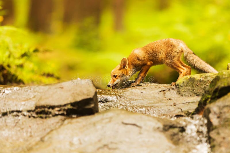 Male Red Fox (Vulpes Vulpes) Drinks in the Woods from the Stream Stock ...