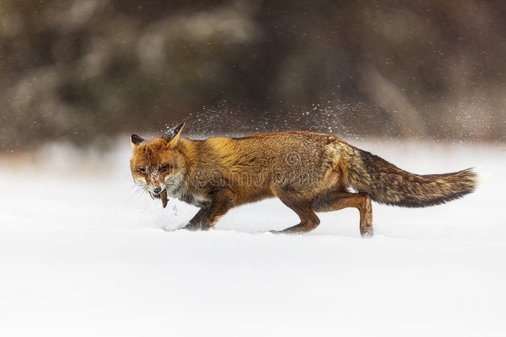 Male Red Fox (Vulpes Vulpes) Eats the Mouse it Catches Stock Image ...