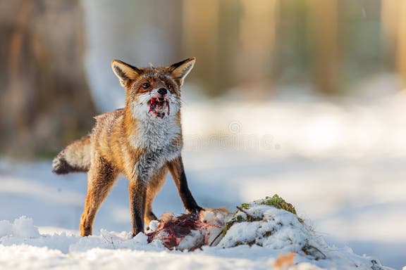 Male Red Fox (Vulpes Vulpes) Eats Prey in the Snow Stock Image - Image ...