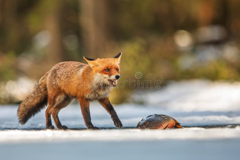 Male Red Fox (Vulpes Vulpes) with Fish on Ice Stock Photo - Image of ...