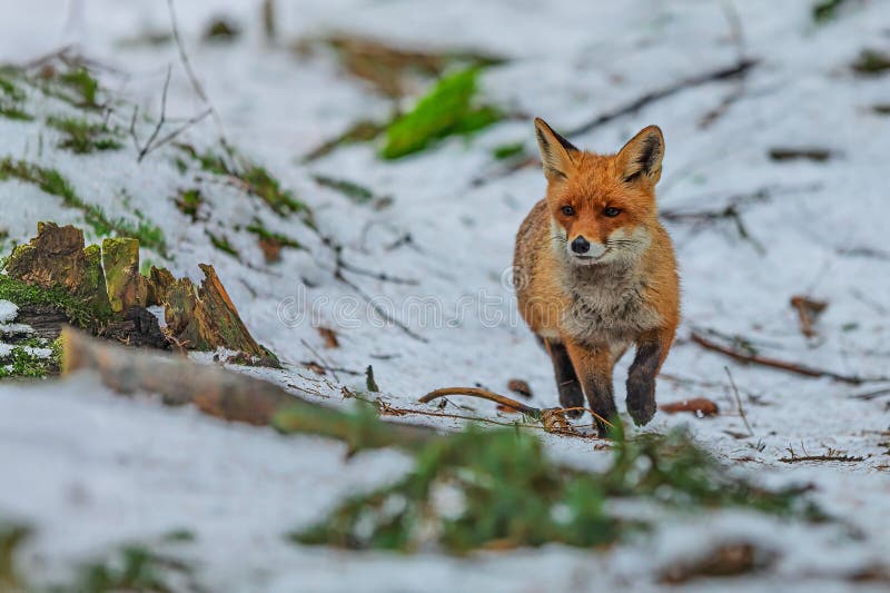 Male Red Fox (Vulpes Vulpes) in the Forest in the Snow Stock Image ...