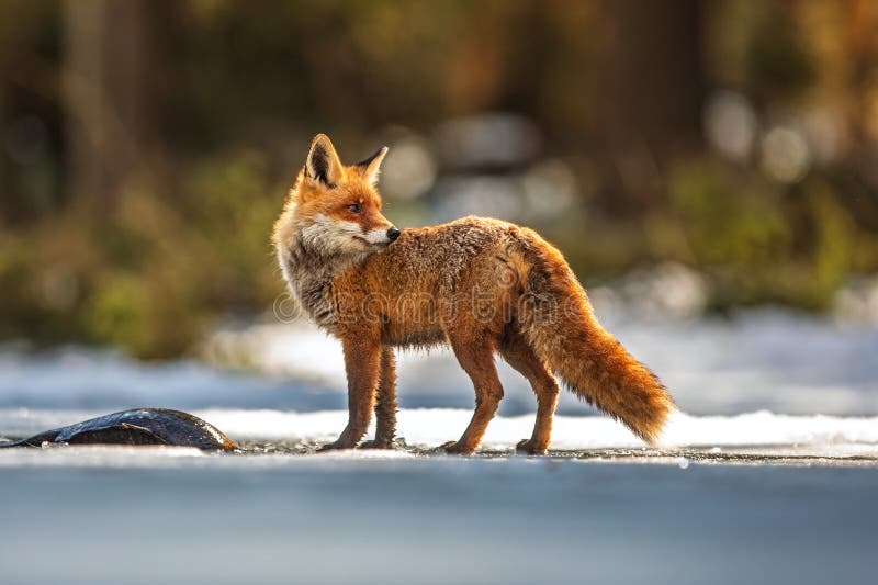 Male Red Fox (Vulpes Vulpes) on a Frozen Lake Stock Photo - Image of ...