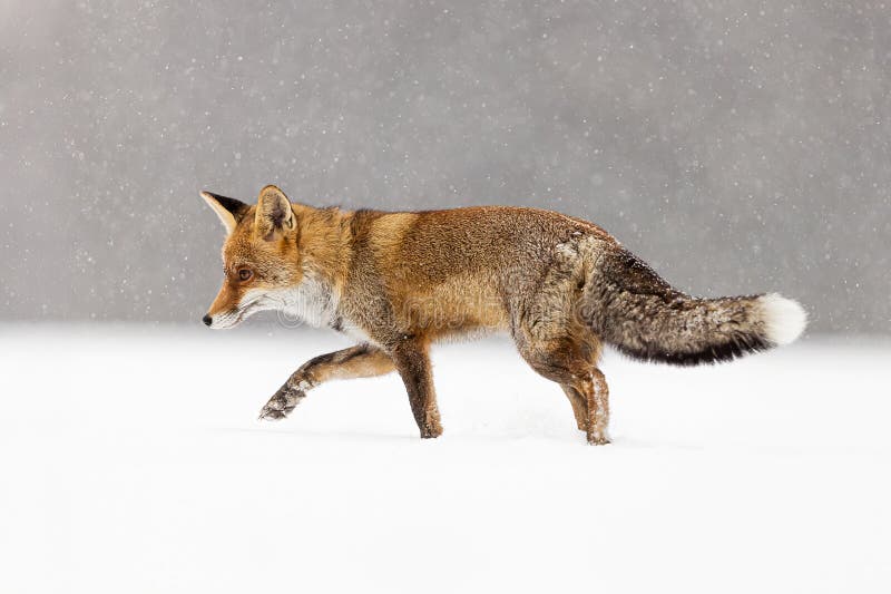 Male Red Fox (Vulpes Vulpes) Going through the Big Snow and the Snow is ...
