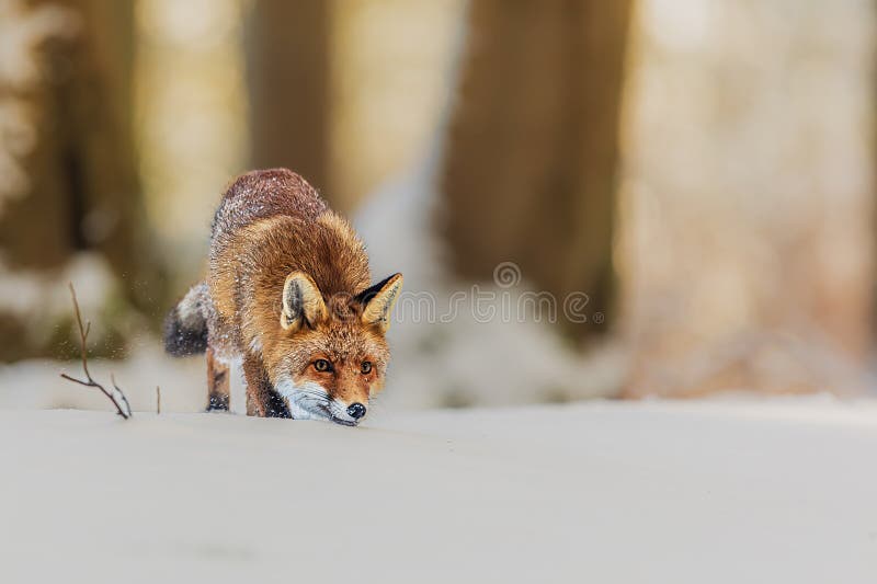 Male Red Fox (Vulpes Vulpes) His Muzzle Close To the Snow Stock Image ...