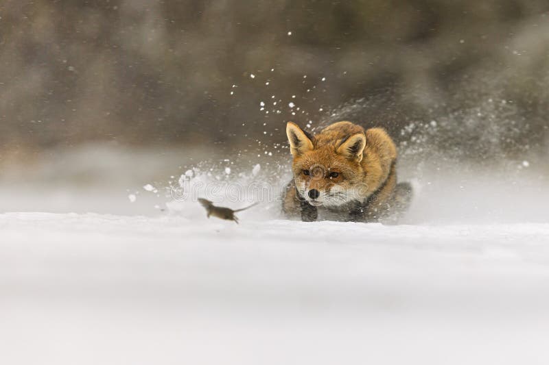 Male Red Fox (Vulpes Vulpes) Hunting Mice in the Snow Stock Image ...