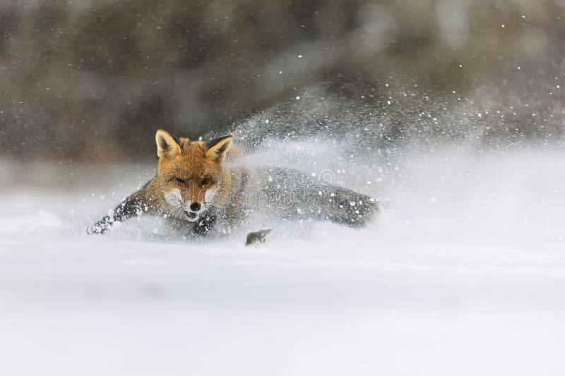 Male Red Fox (Vulpes Vulpes) Hunting Mice in the Snow during Snowfall ...
