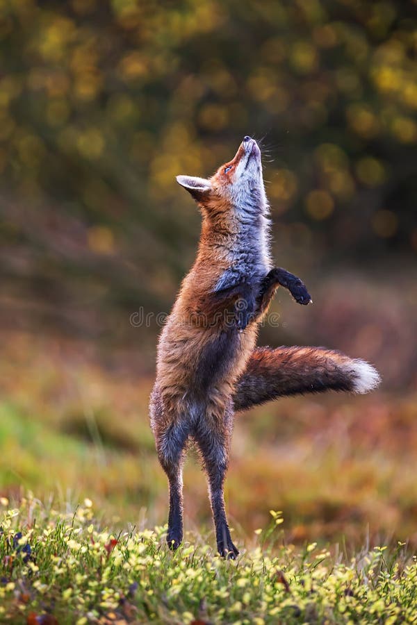 Male Red Fox (Vulpes Vulpes) is in the Jump Stock Photo - Image of cute ...