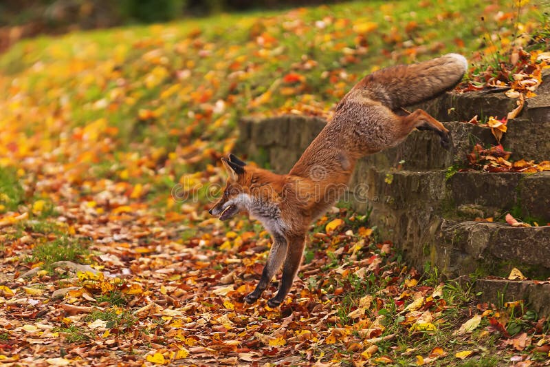 Male Red Fox (Vulpes Vulpes) Jumping Off the Wall Stock Image - Image ...