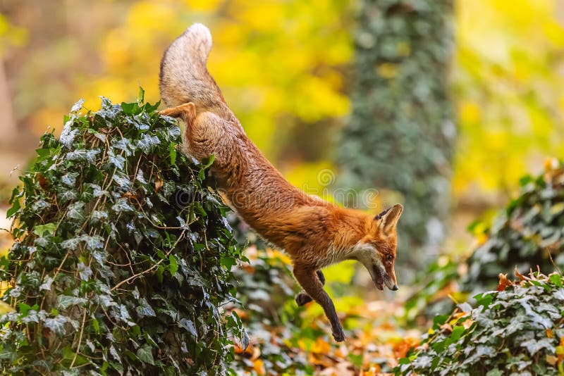Male Red Fox Vulpes Vulpes Jumps Off a Tombstone Stock Photo - Image of ...
